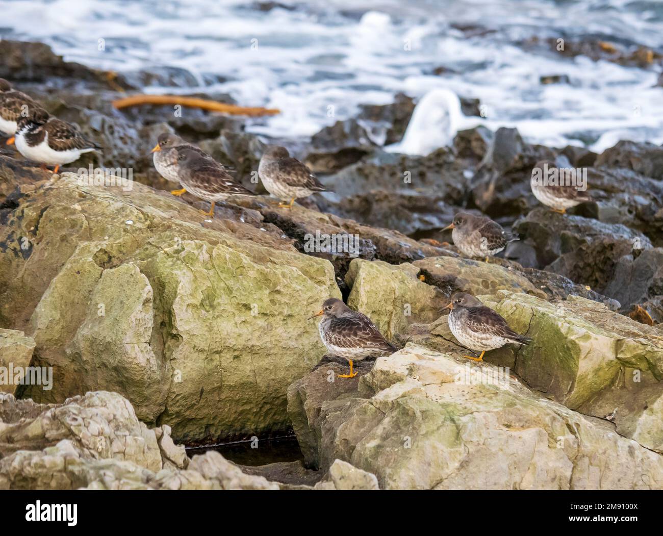 Purple Sandpiper, Calidris maritima and Ruddy Turnstone, Arenaria ...