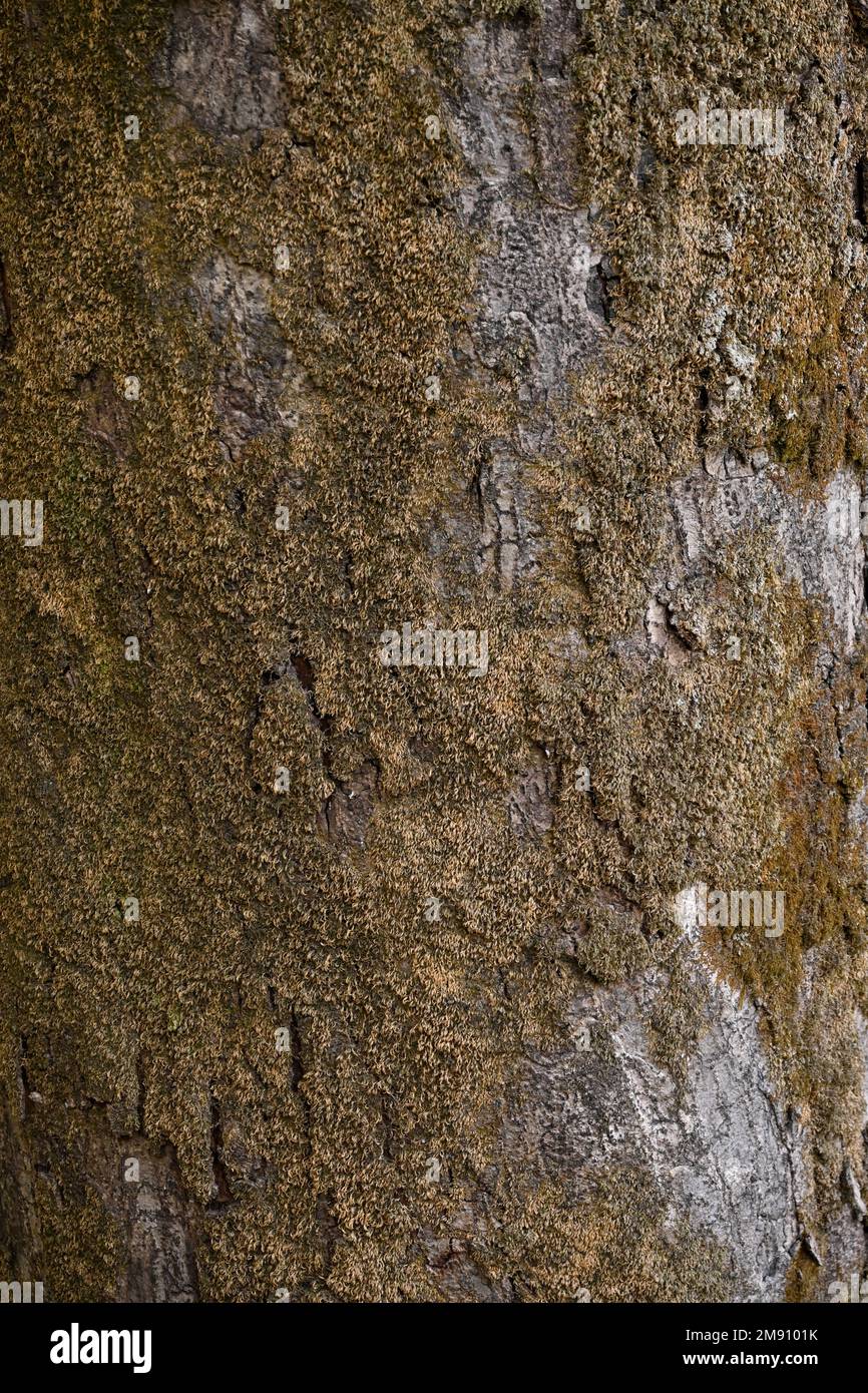 A vertical shot of a texture of a tree bark Stock Photo - Alamy