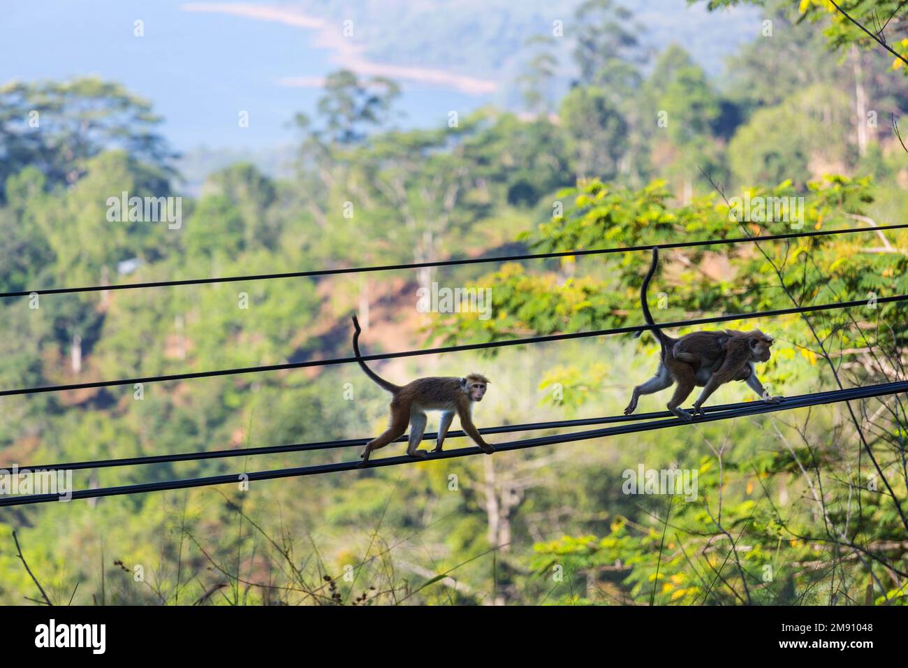 Monkeys walking on wires in Sri Lanka Stock Photo - Alamy