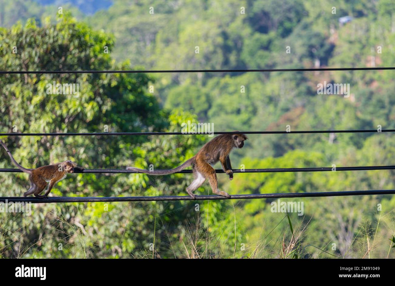 Monkeys walking on wires in Sri Lanka Stock Photo - Alamy