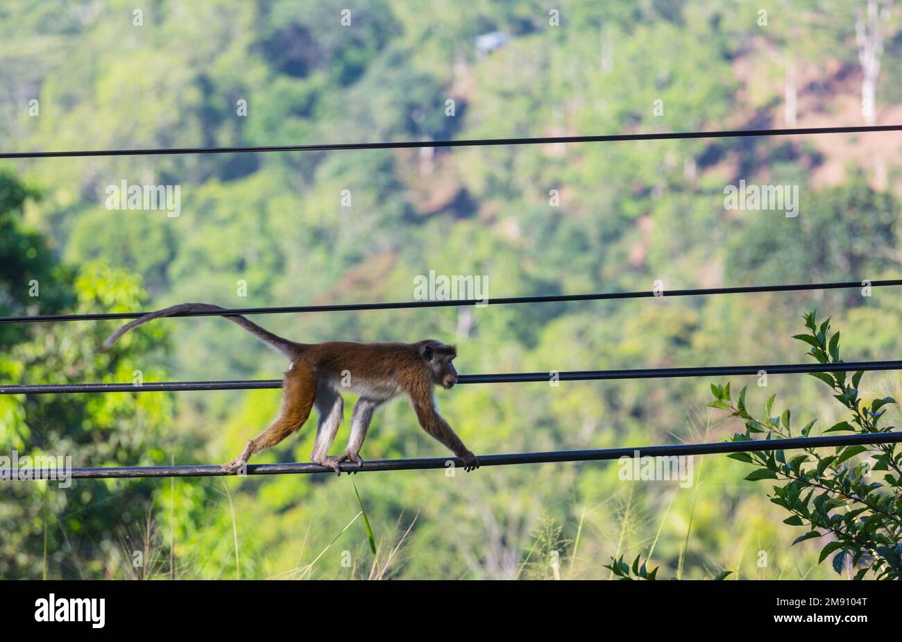 Monkeys walking on wires in Sri Lanka Stock Photo - Alamy