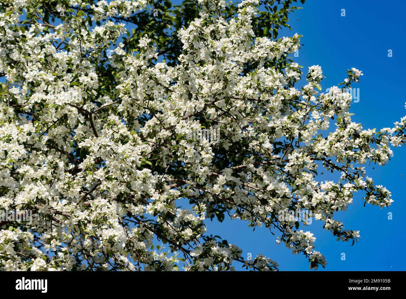 A crabapple tree in full bloom in spring with a spray of white blossoms ...