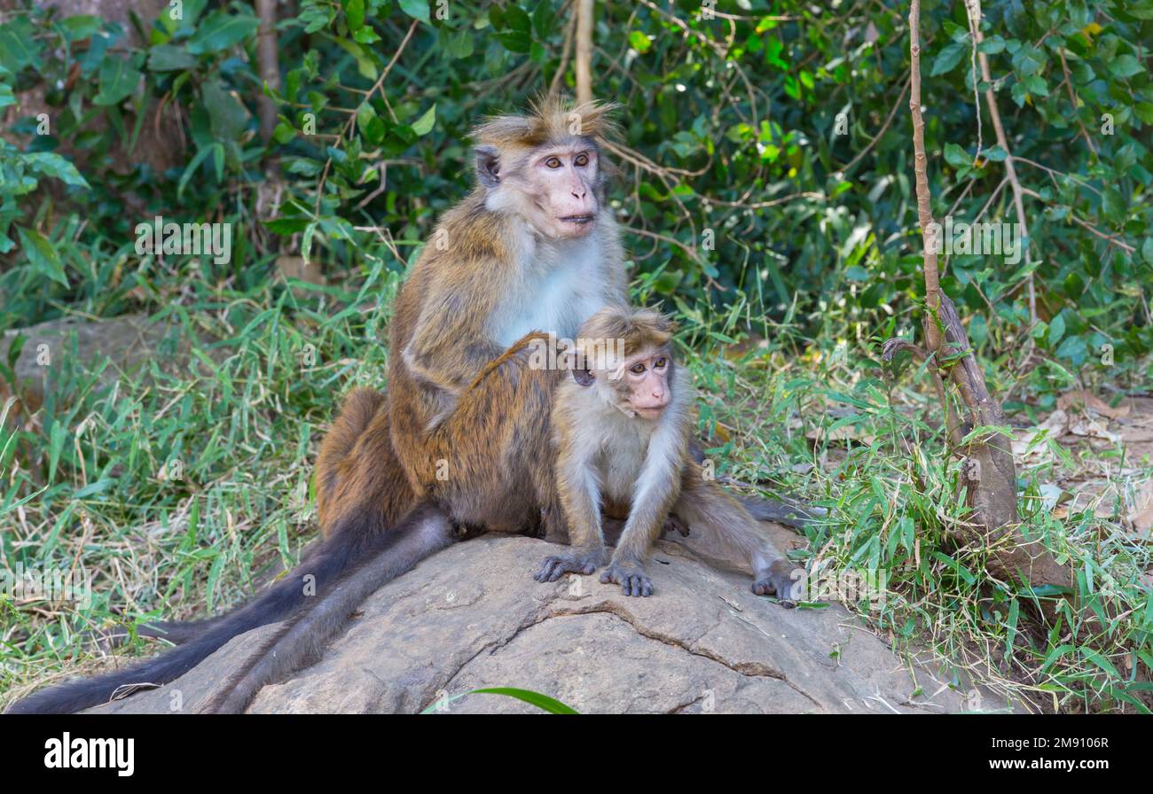 Monkeys in the tropical forest in Thailand Stock Photo - Alamy