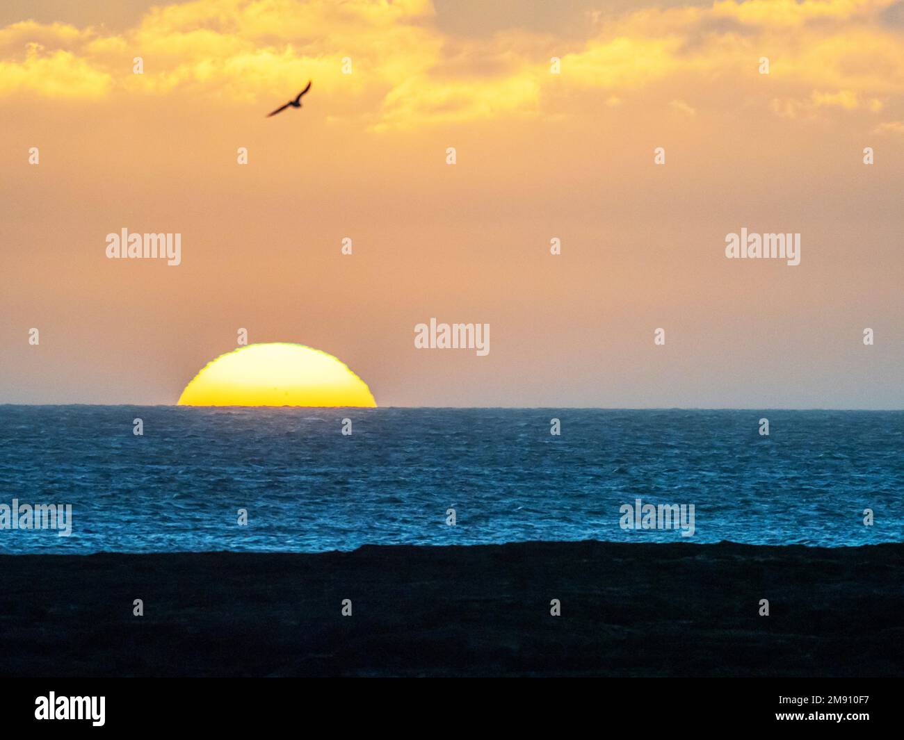 Gull flying past rising sun hi-res stock photography and images - Alamy