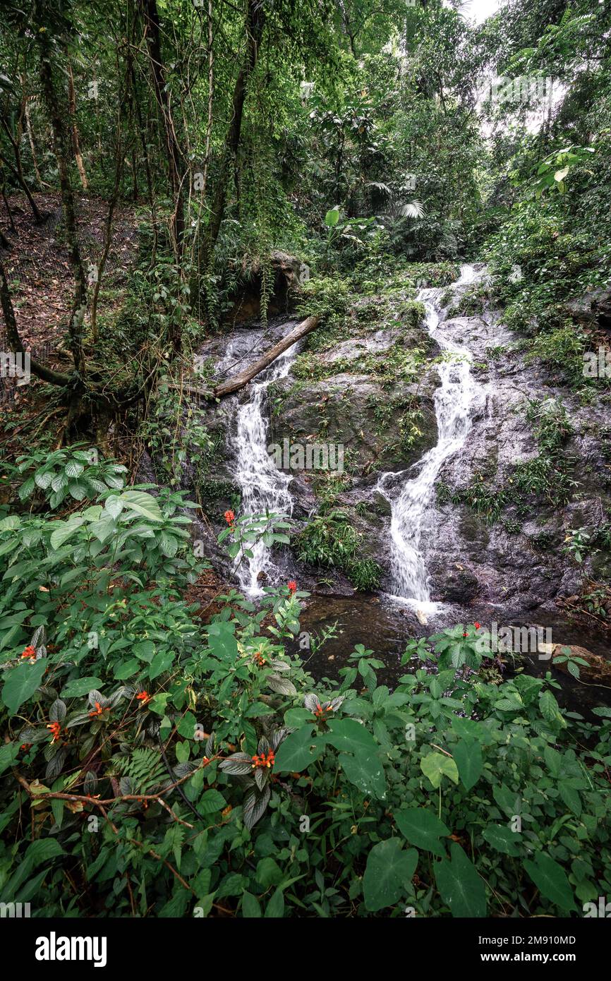 Mini waterfall of water stream from the forest Stock Photo - Alamy