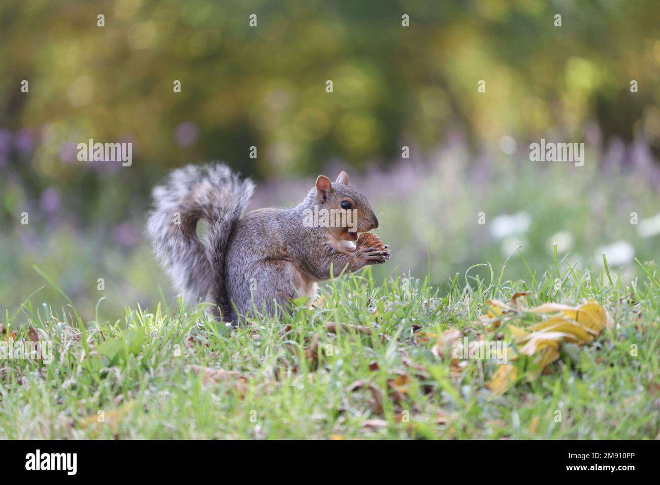 A closeup shot of an Eastern gray squirrel with a fluffy tail holding a ...