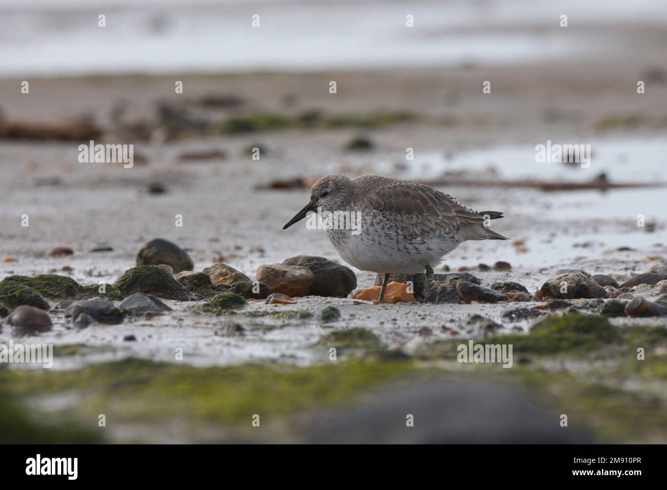 A closeup of a red knot bird looking for food at the beach with a ...