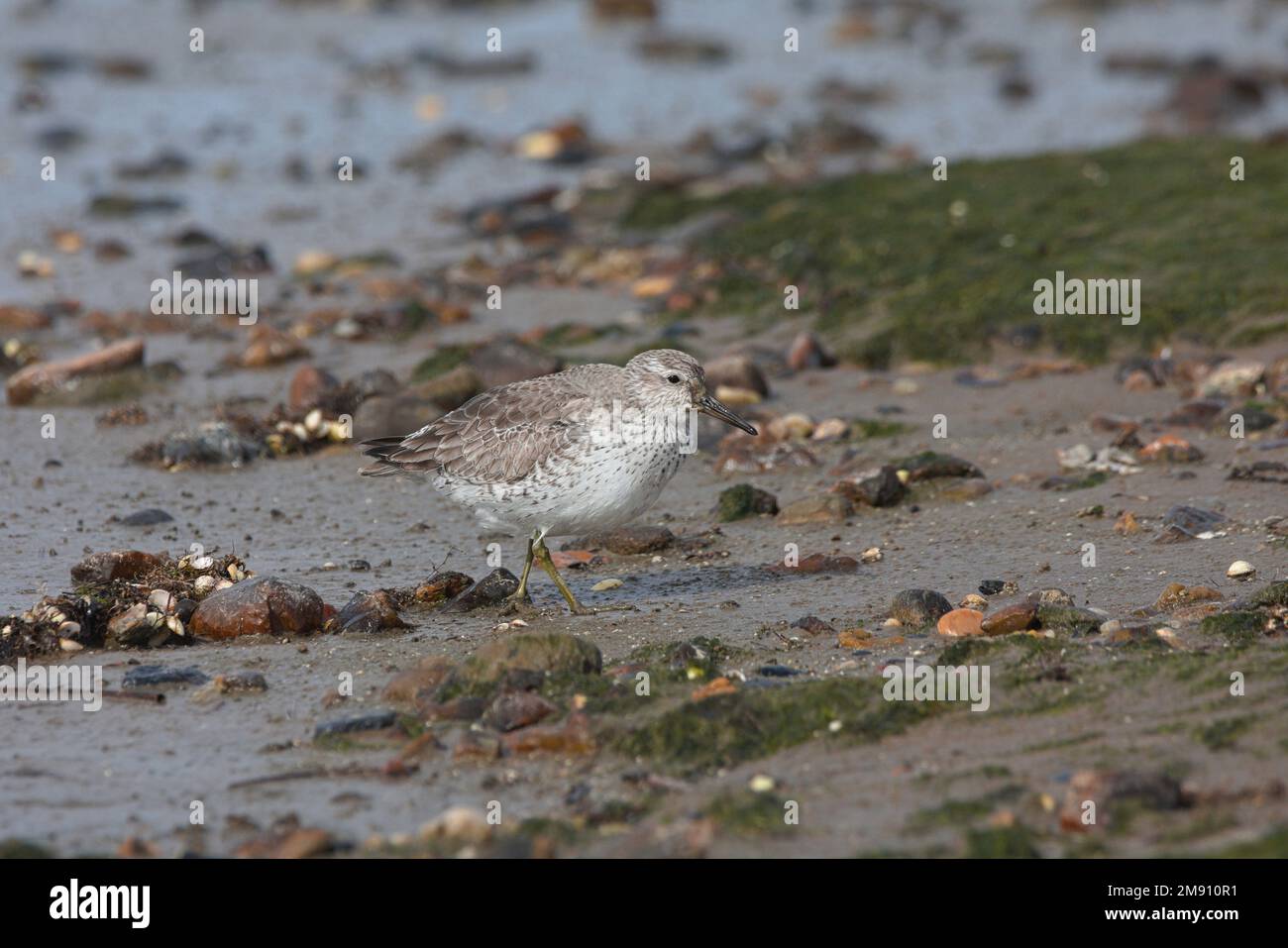 A closeup of a red knot bird looking for food at the beach with a ...