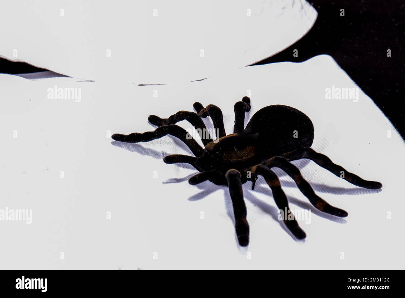 Fake Black Spider On White Clothing Stock Photo - Alamy