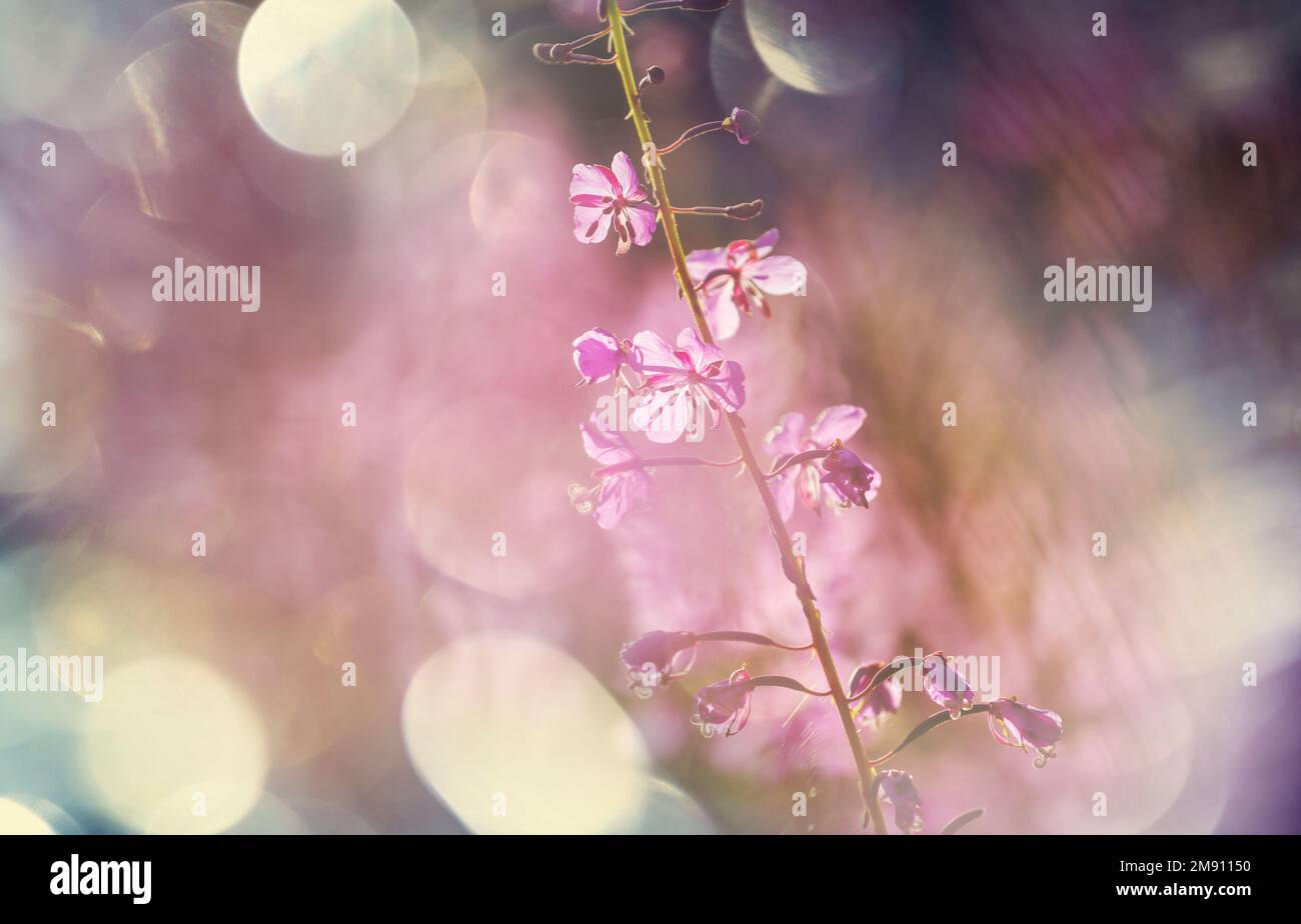 Beautiful wildflowers on a green meadow in summer season. Natural ...