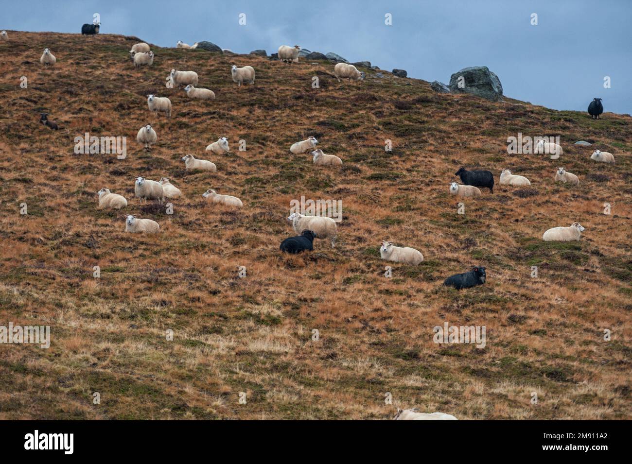 Sheep in Iceland Stock Photo - Alamy