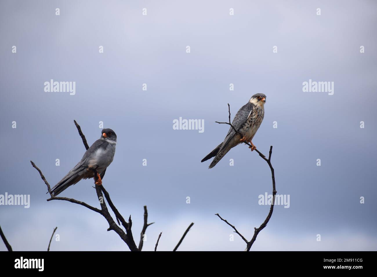 Couple of Amur Falcons at the end summer migration to South Africa ...