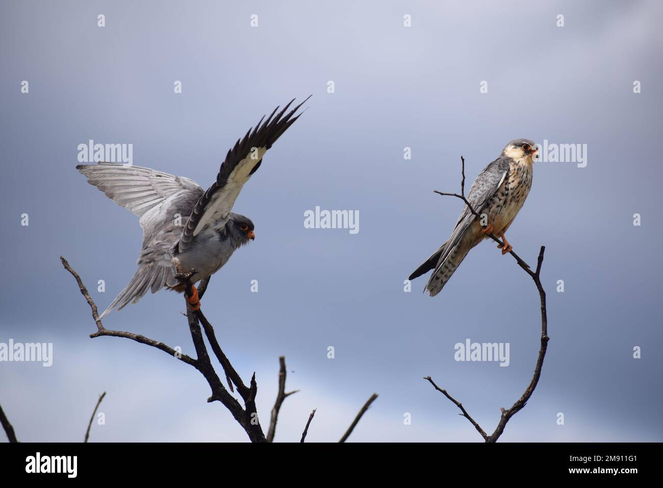 Couple of Amur Falcons at the end summer migration to South Africa ...
