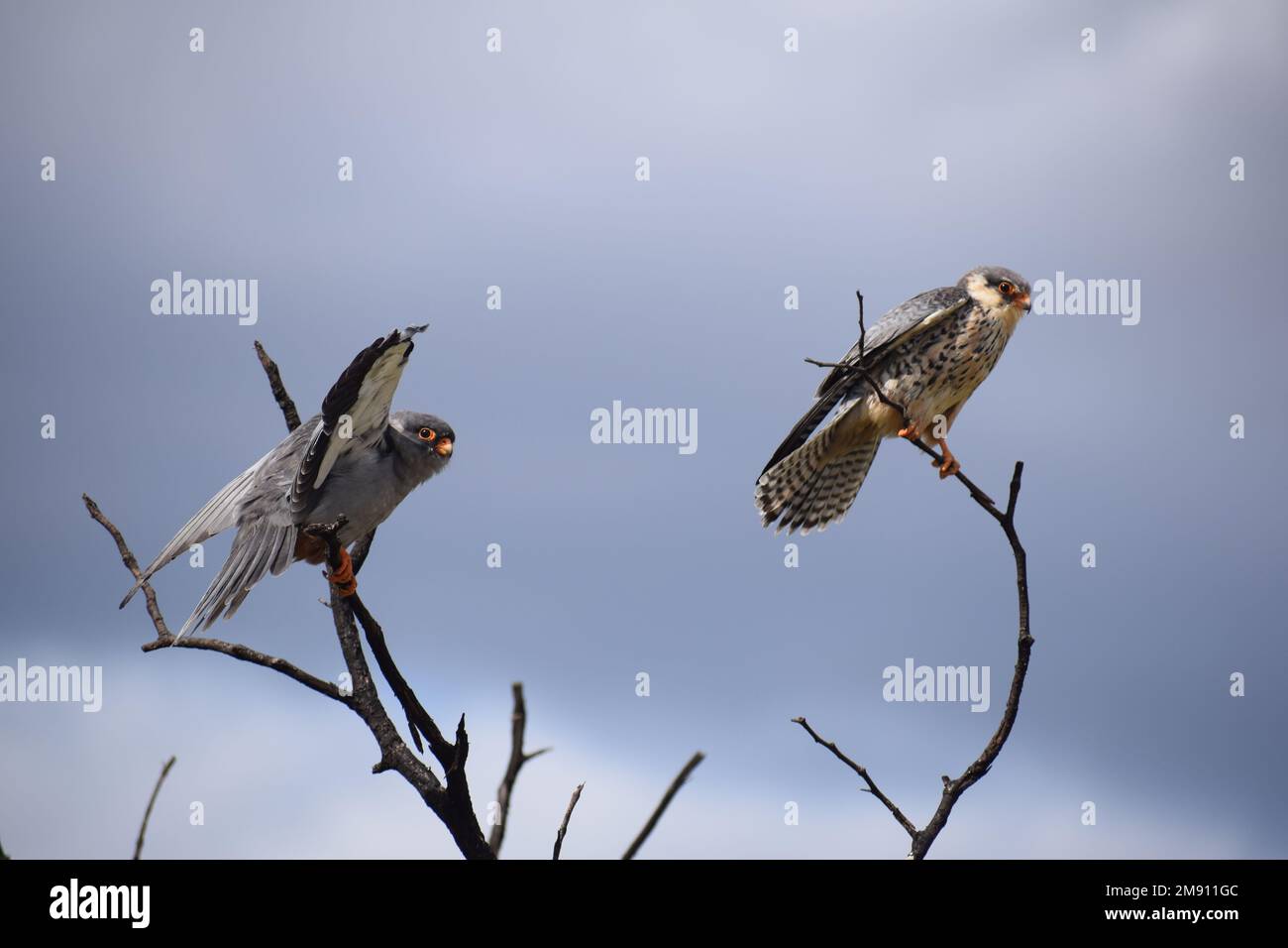Couple of Amur Falcons at the end summer migration to South Africa ...