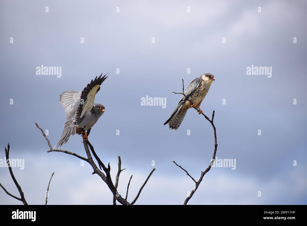 Couple of Amur Falcons at the end summer migration to South Africa ...