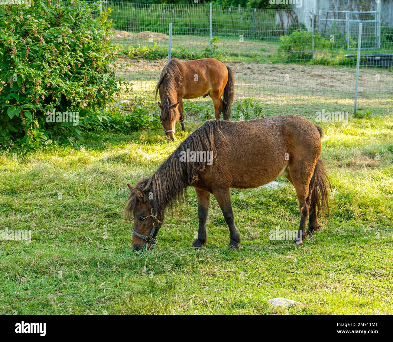 Two mini horses on a Massachusetts farm Stock Photo - Alamy