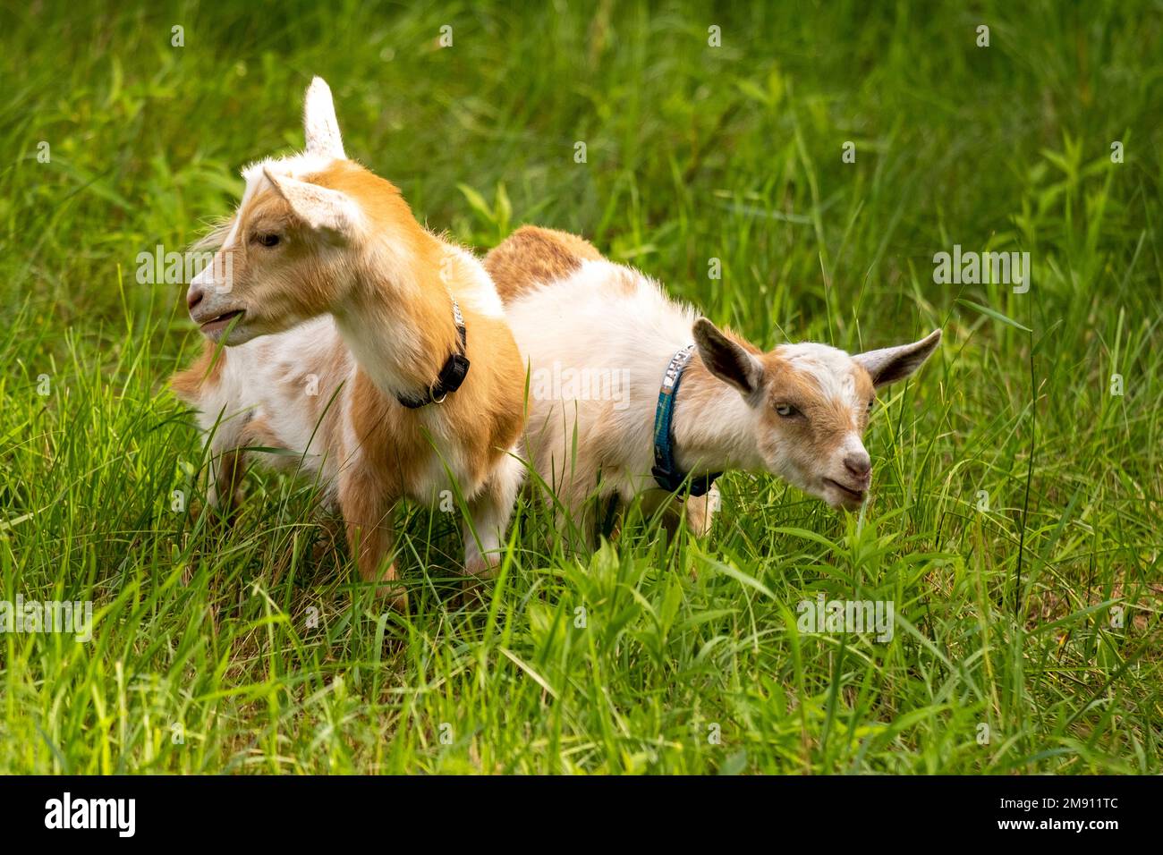 Two Nigerian Dwarf goats on a Massachusetts farm Stock Photo - Alamy