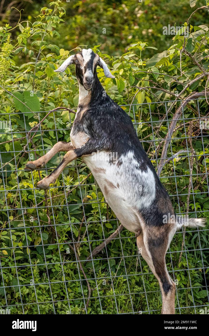Nubian goats on a Massachusetts farm Stock Photo - Alamy
