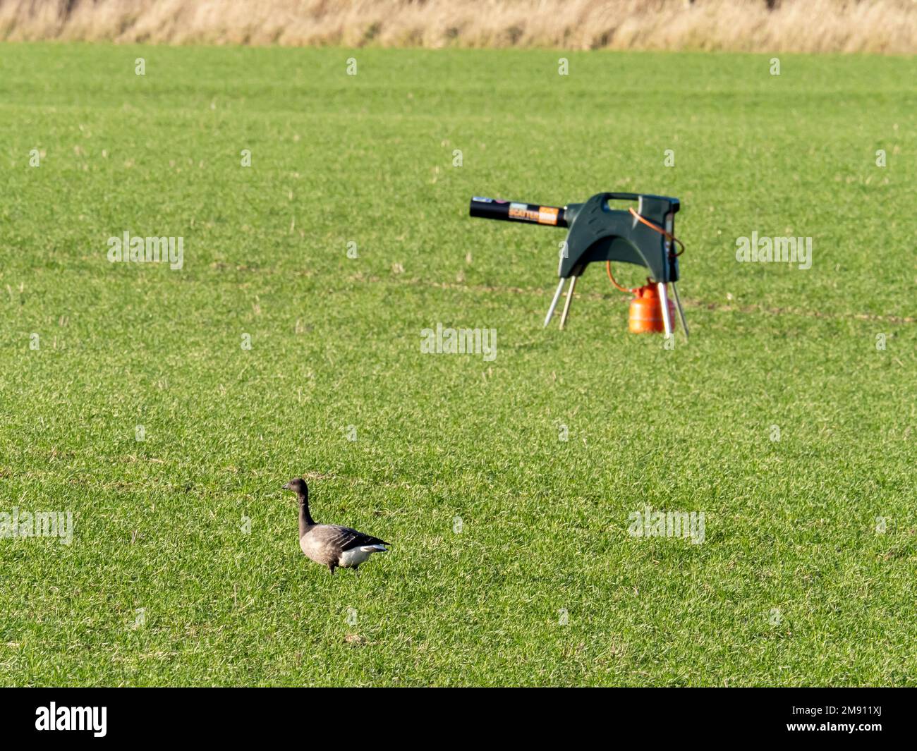 Goose gun hi-res stock photography and images - Alamy