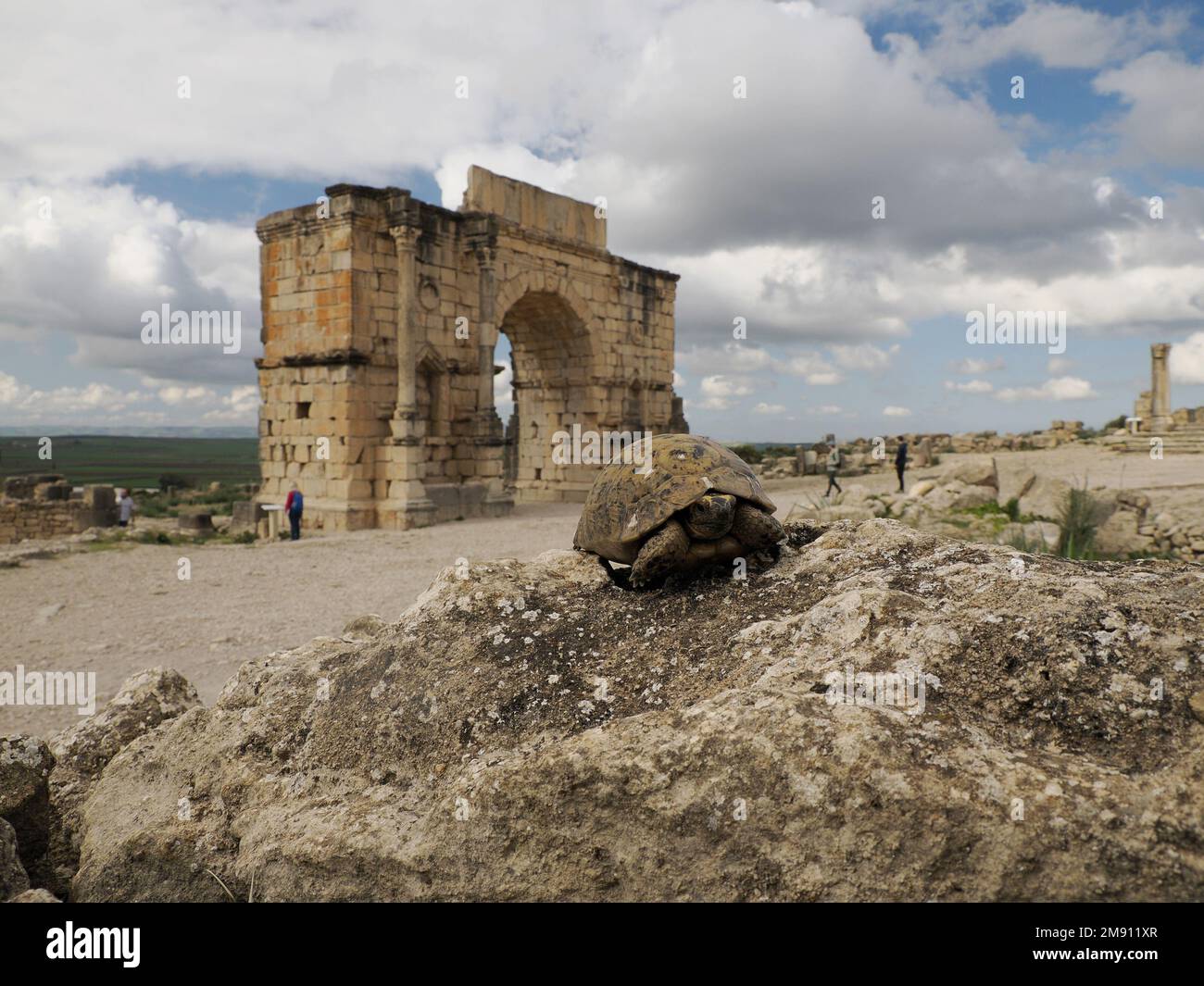 turtle ay Volubilis Roman ruins in Morocco- Best-preserved Roman ruins ...