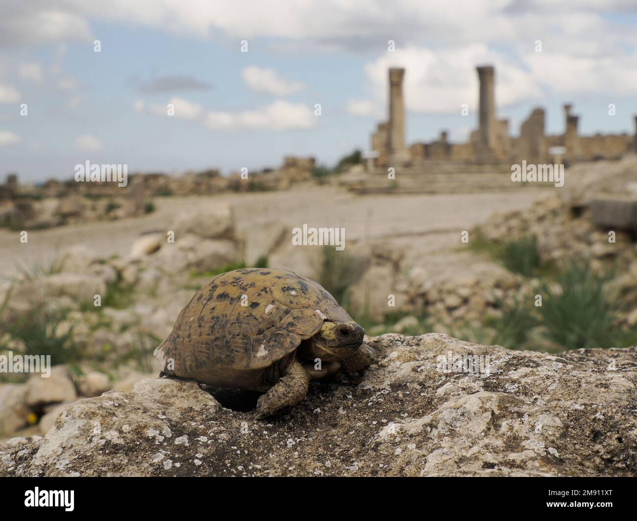 turtle ay Volubilis Roman ruins in Morocco- Best-preserved Roman ruins ...
