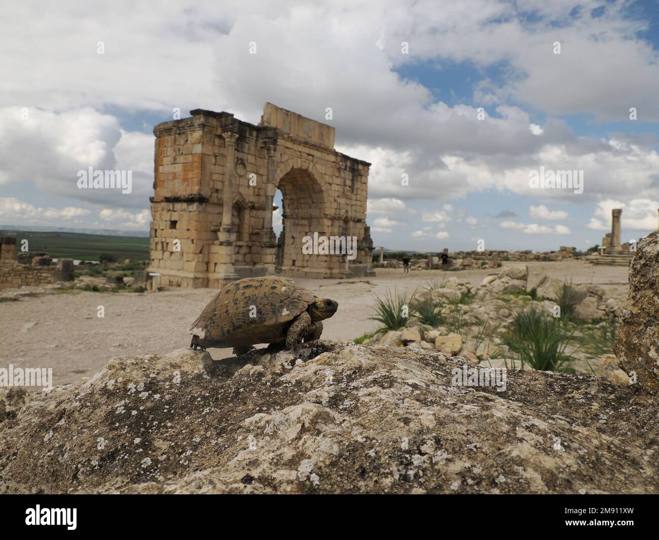 turtle ay Volubilis Roman ruins in Morocco- Best-preserved Roman ruins ...