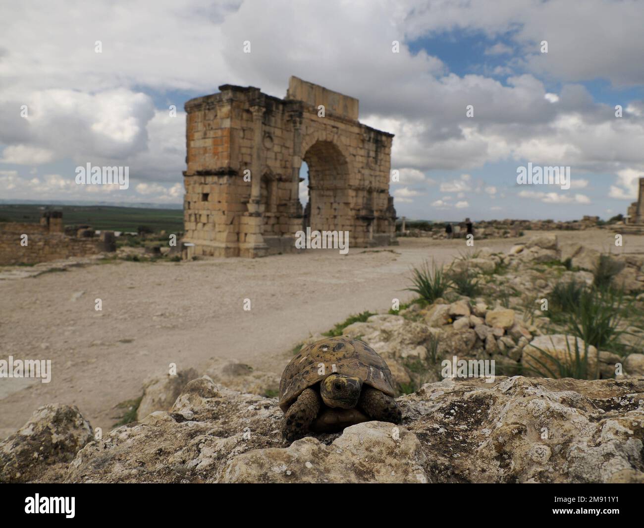 turtle ay Volubilis Roman ruins in Morocco- Best-preserved Roman ruins ...