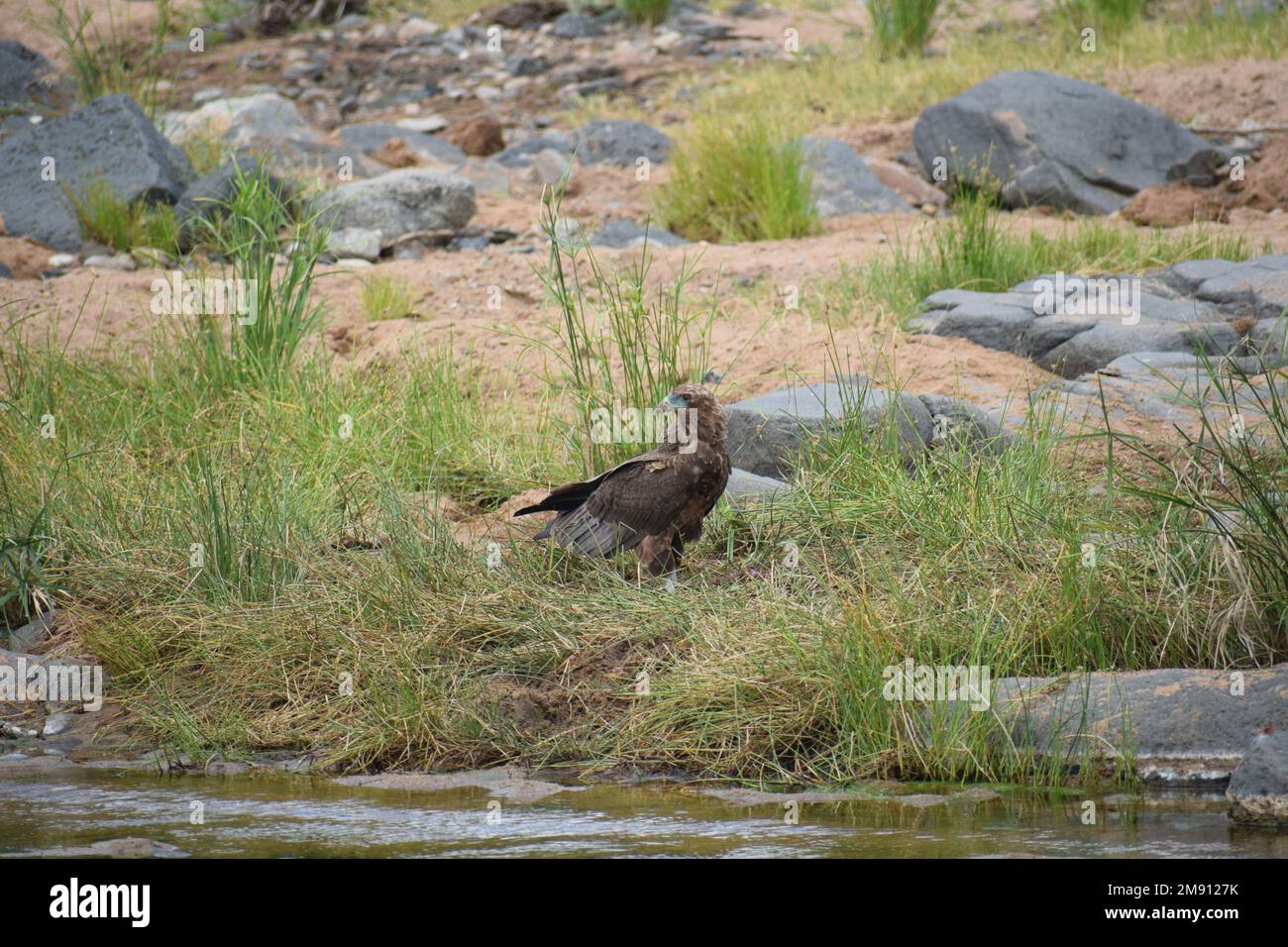 Juvenile Bateleur on river bank keeping a sharp lookout while eating ...