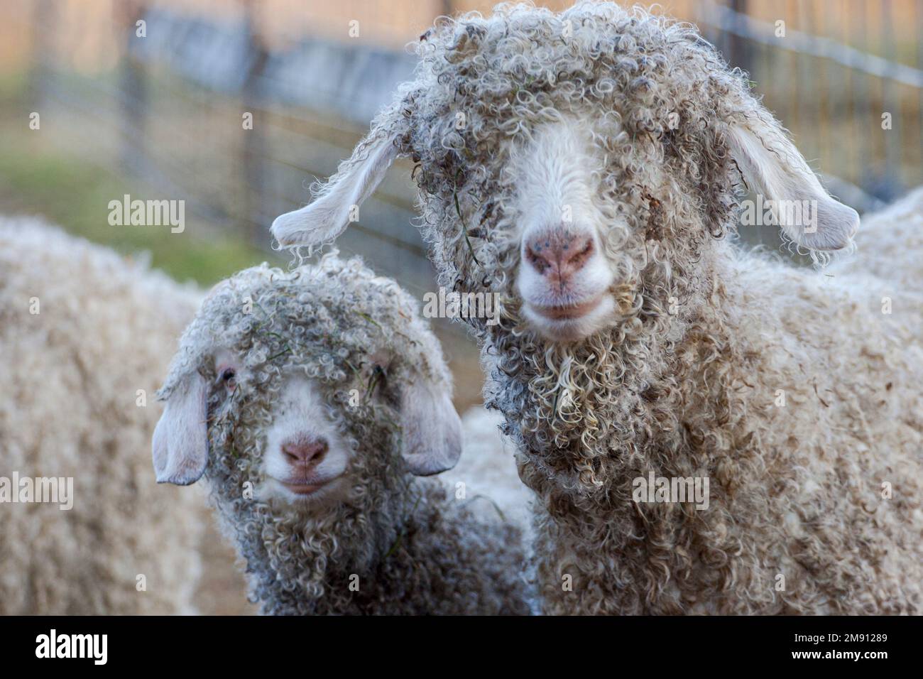 Female goats are referred to as does or nannies hi-res stock ...