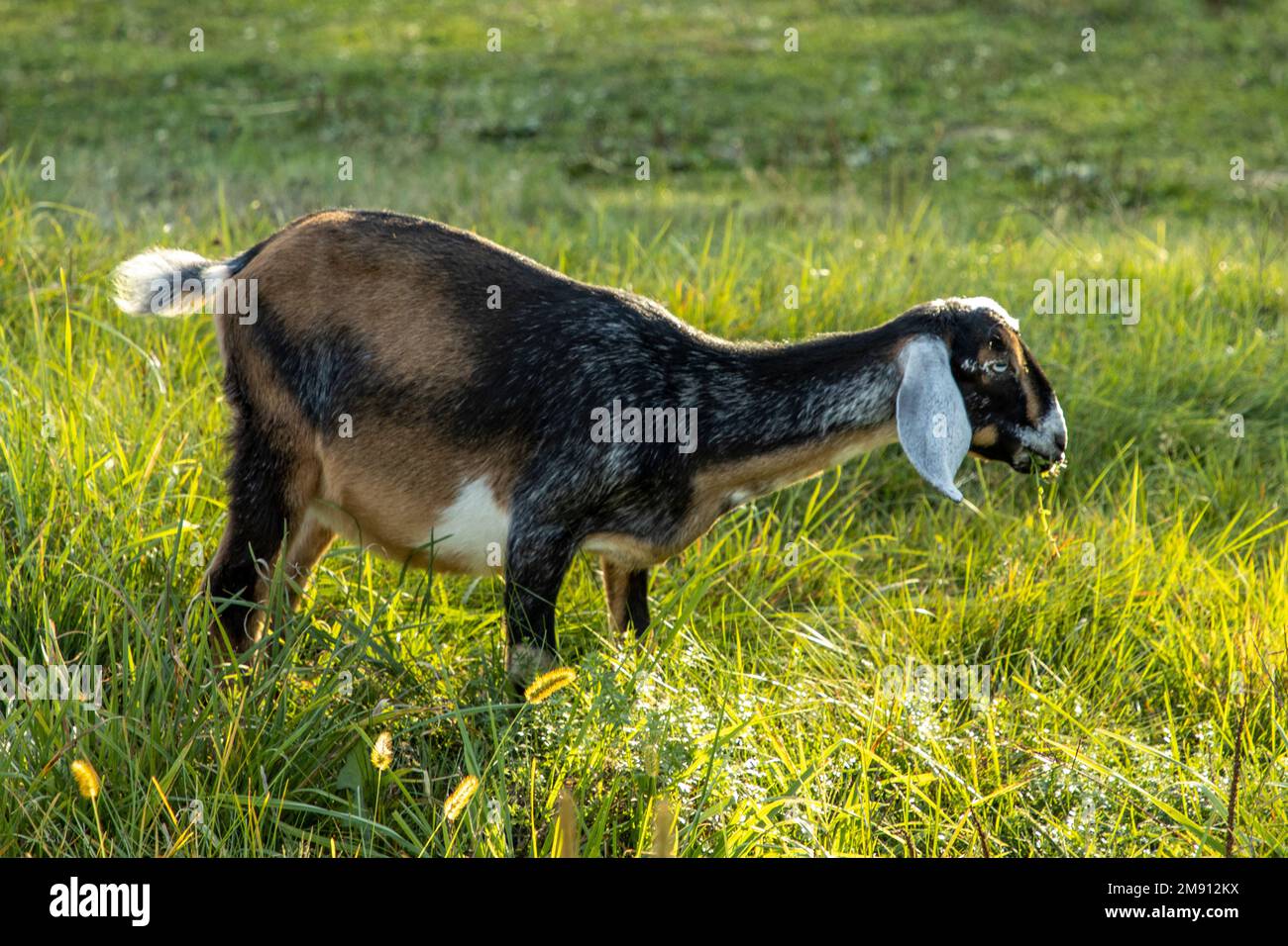 Nubian goat hi-res stock photography and images - Alamy