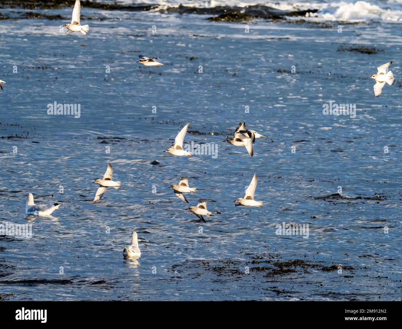 Grey Plover, Pluvialis squatarola flying at Beadnell, Northumberland ...