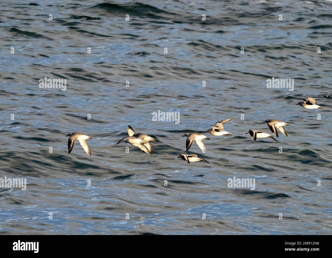 Grey Plover, Pluvialis squatarola flying at Beadnell, Northumberland ...