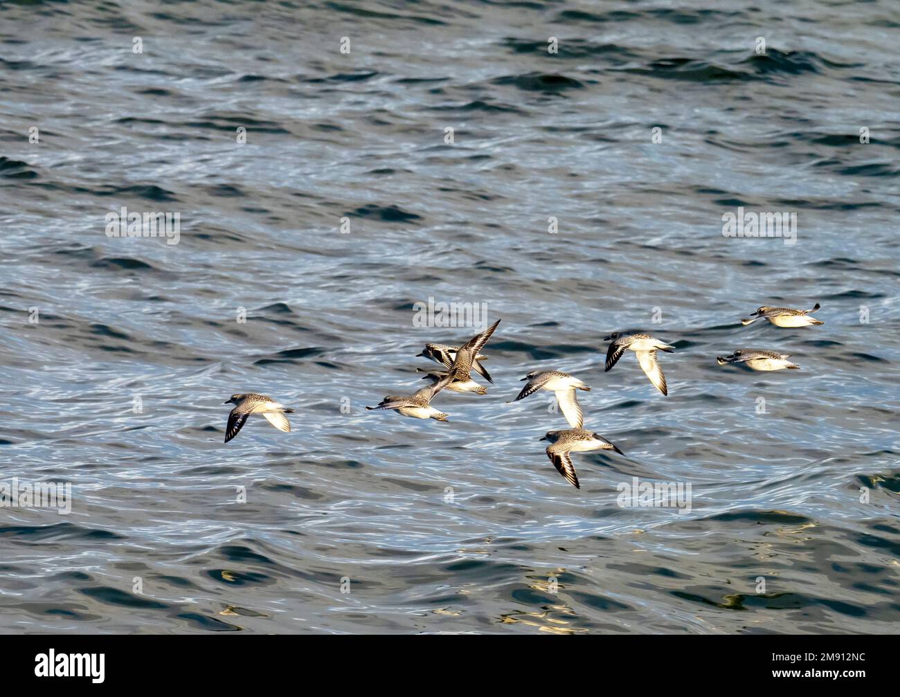 Grey Plover, Pluvialis squatarola flying at Beadnell, Northumberland ...