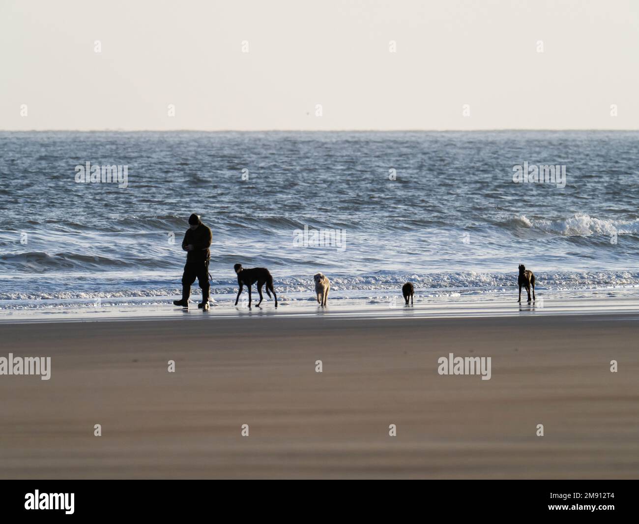 A man walking dogs at Ross Back Sands, Northumberland, UK Stock Photo ...