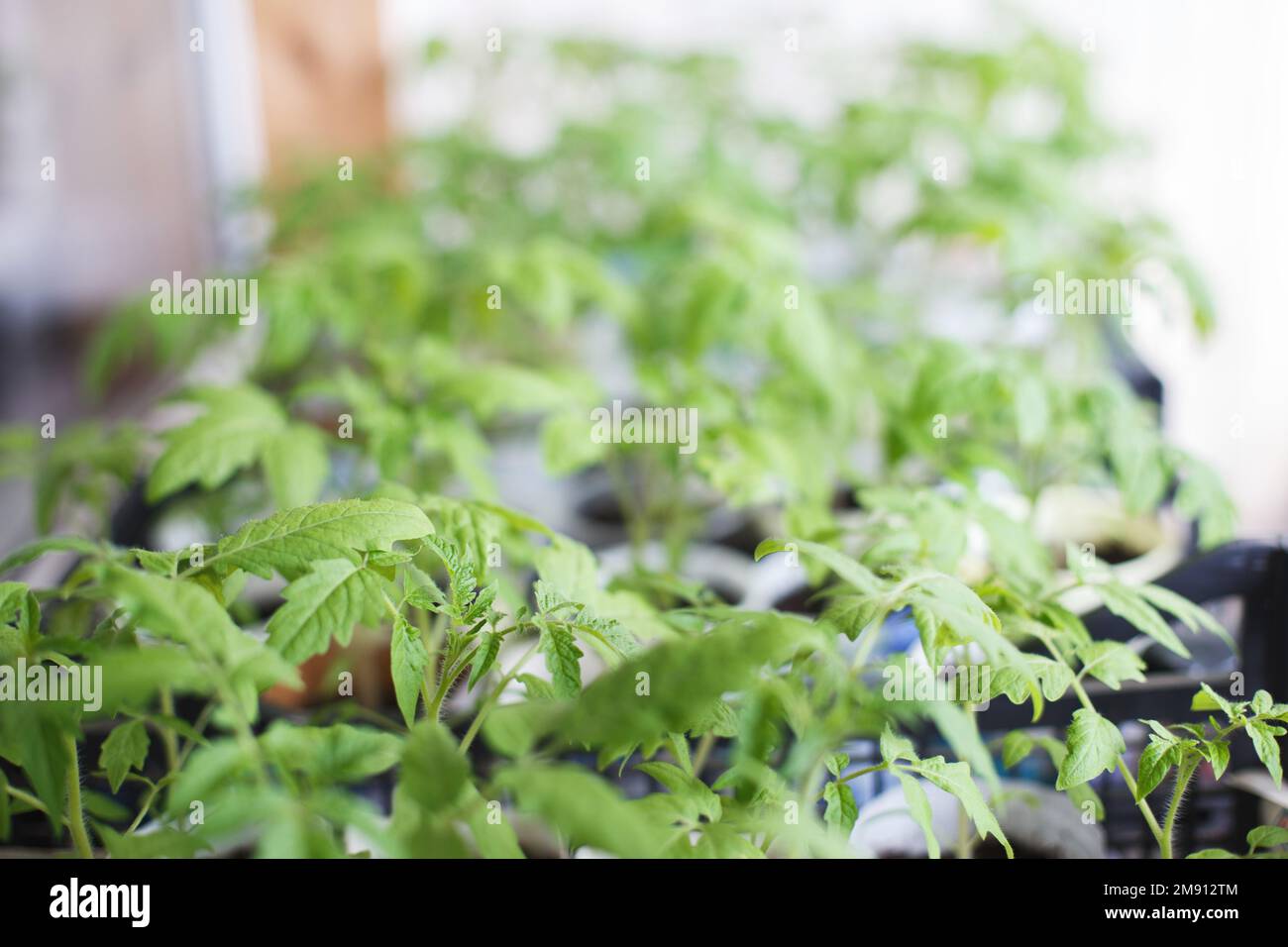 many tomato seedlings growing on on the balcony of the house Stock ...