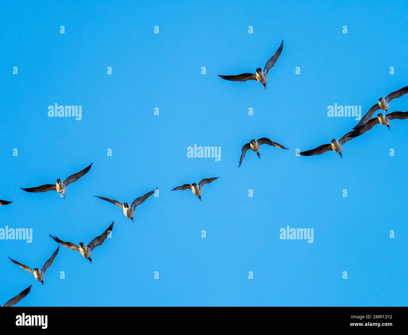 A flock of Barnacle Goose, Branta leucopsis at Ross Back Sands ...