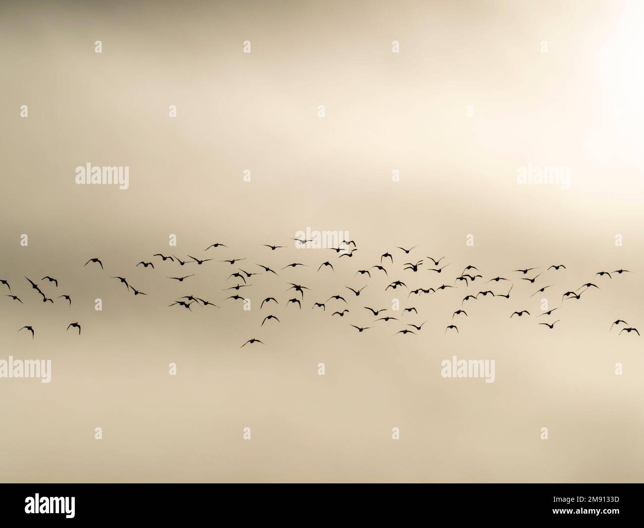 A flock of Barnacle Goose, Branta leucopsis at Ross Back Sands ...