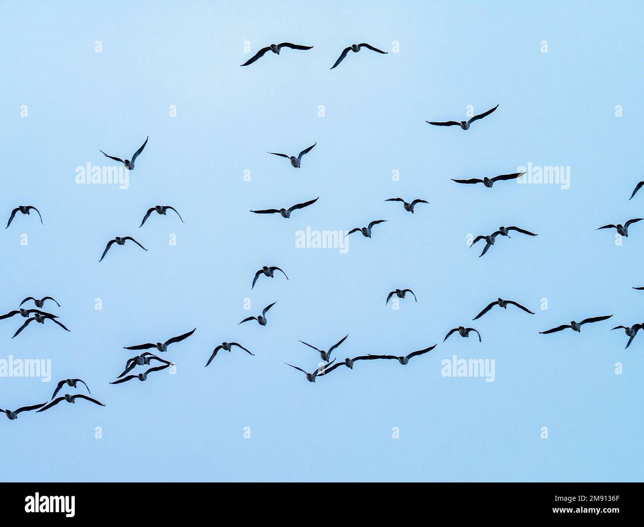 A flock of Barnacle Goose, Branta leucopsis at Ross Back Sands ...