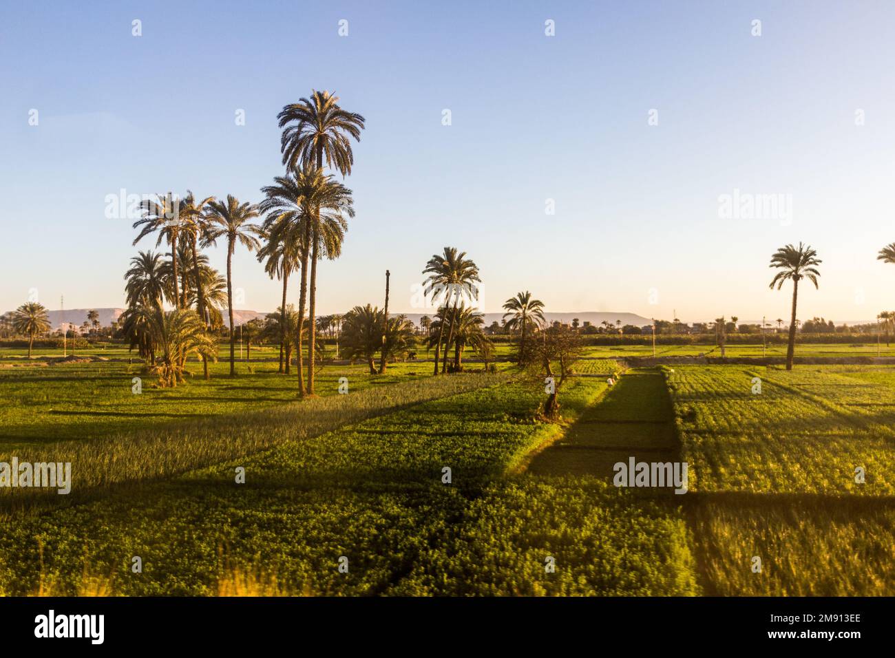 Lush fields along river Nile in Egypt Stock Photo - Alamy