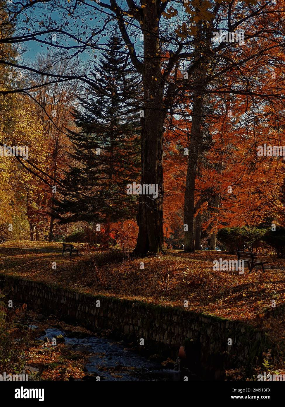 Autumn trees clear sky autumn hi-res stock photography and images - Alamy