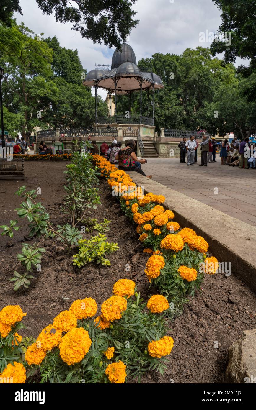 Marigolds planted in the Zocalo or Main Square of the historic center ...