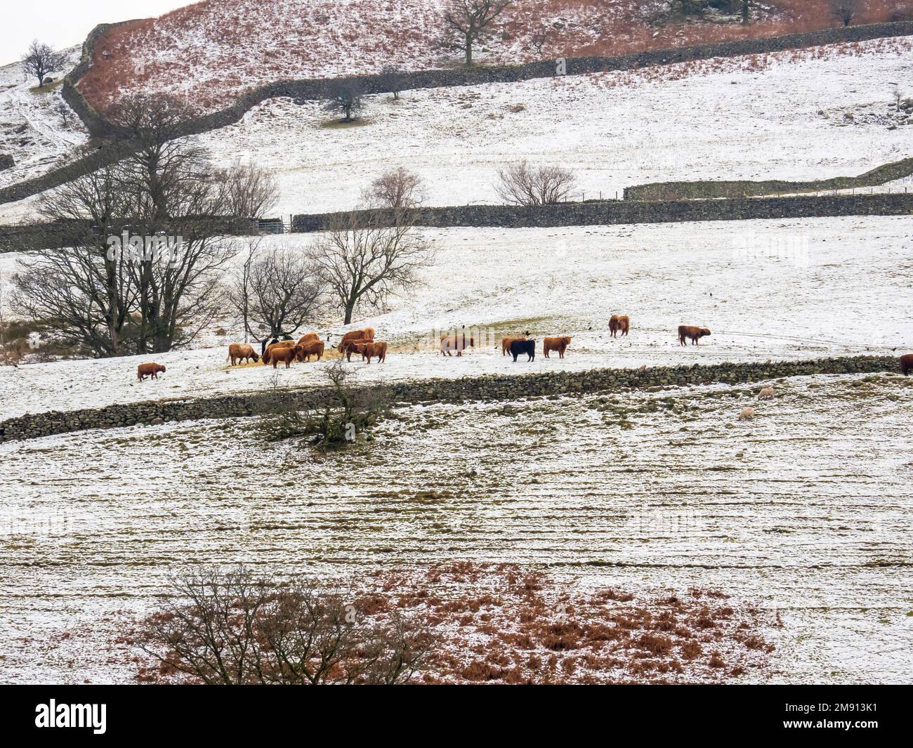 A herd of Highland Cattle in the snow above Ambleside, Lake District ...