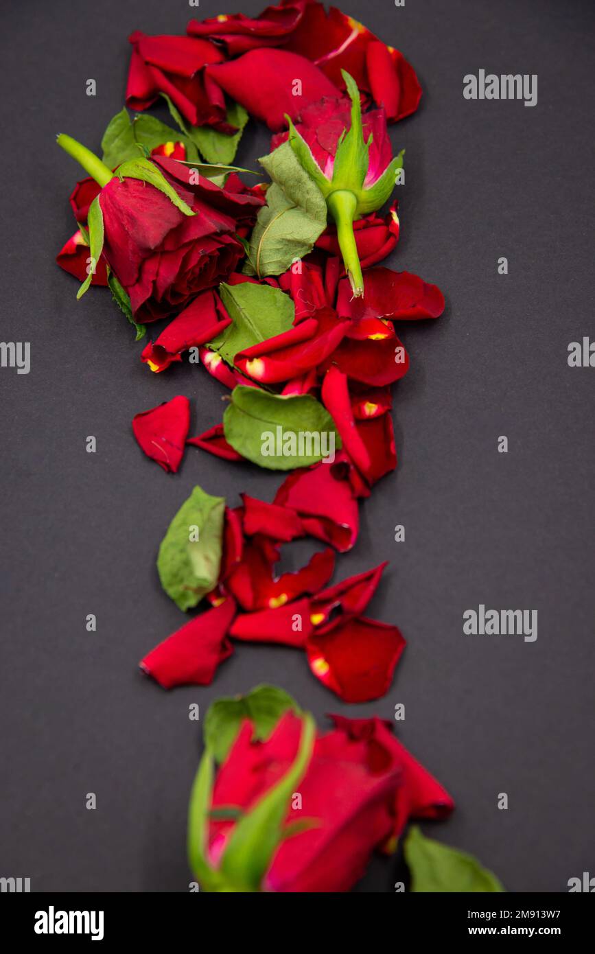 Stem leaves red rose hi-res stock photography and images - Alamy
