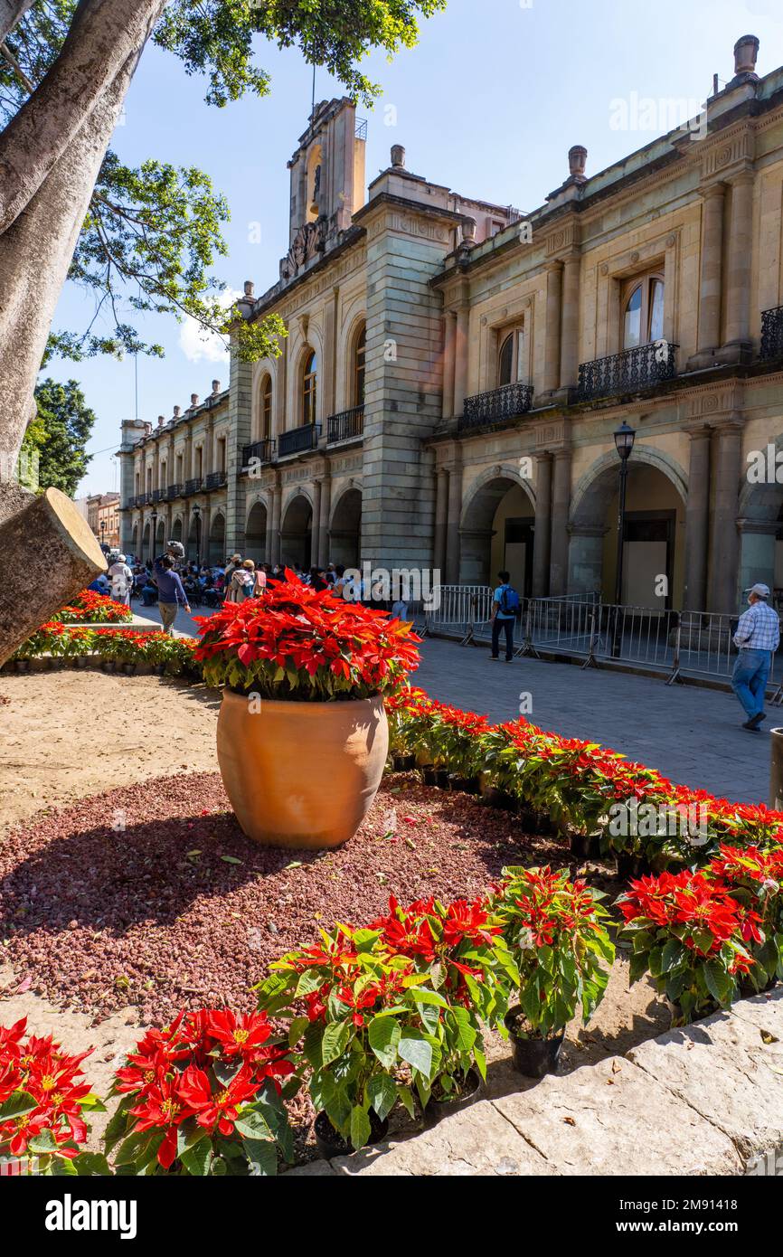 Christmas poinsettias planted in the Zocalo or main square in front of ...
