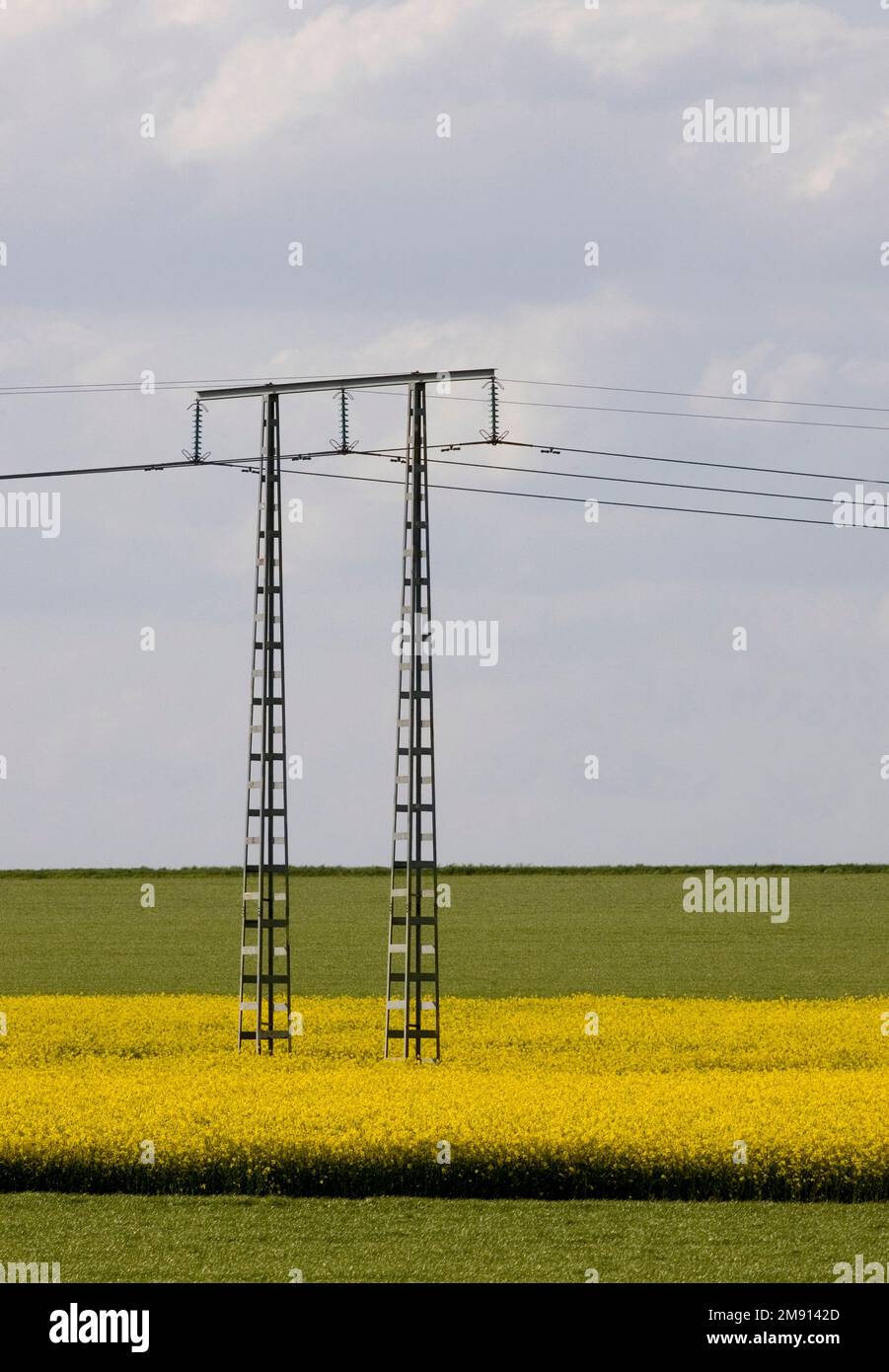 Power lines on power line poles at blooming yellow rapeseed field on ...