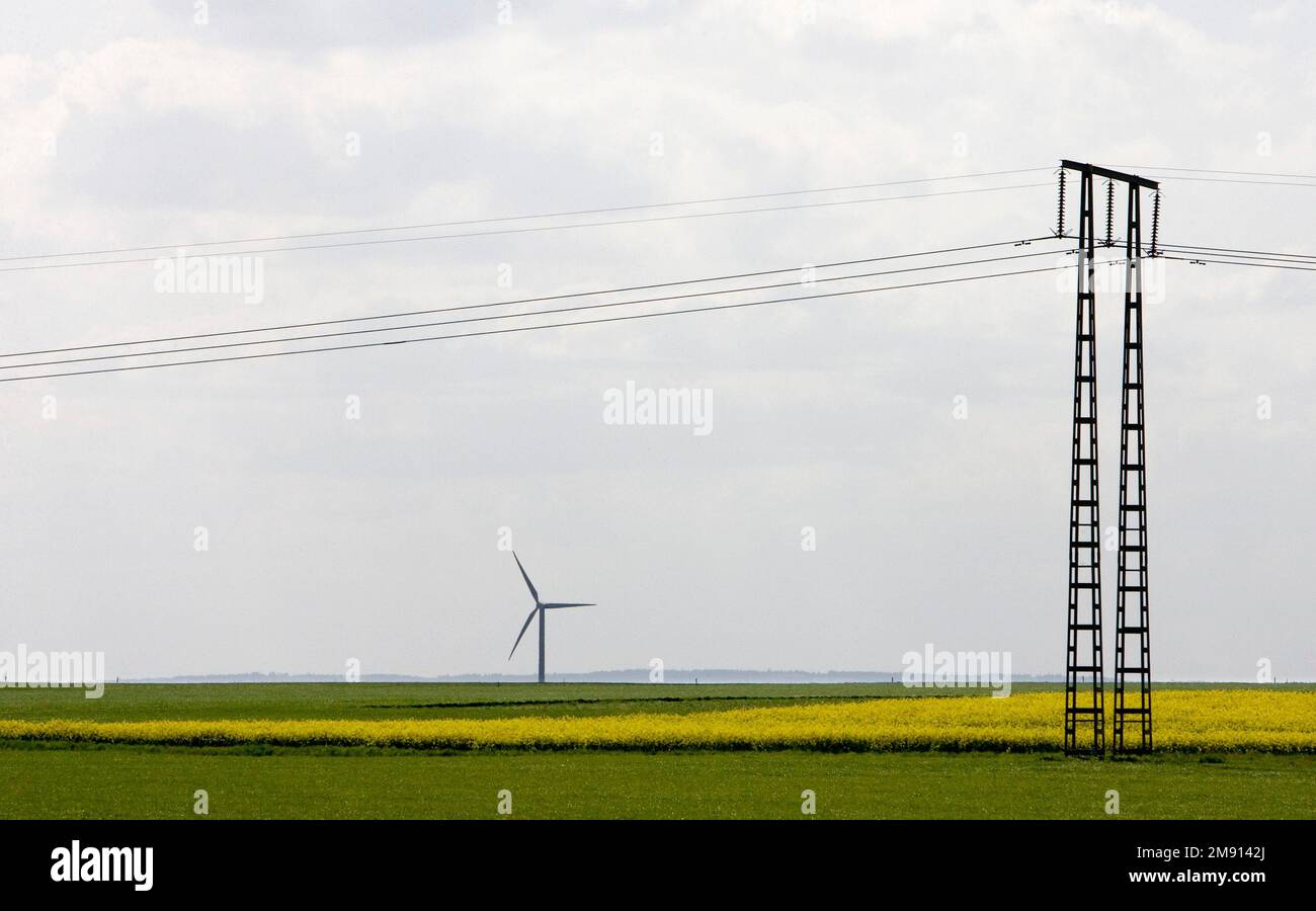 Power lines on power line poles and wind turbines at a yellow blooming ...