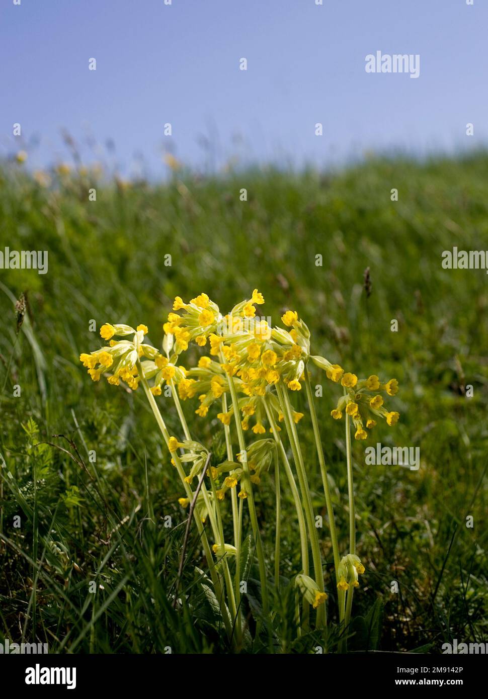 Primula veris, the cowslip, common cowslip, or cowslip primrose (syn ...