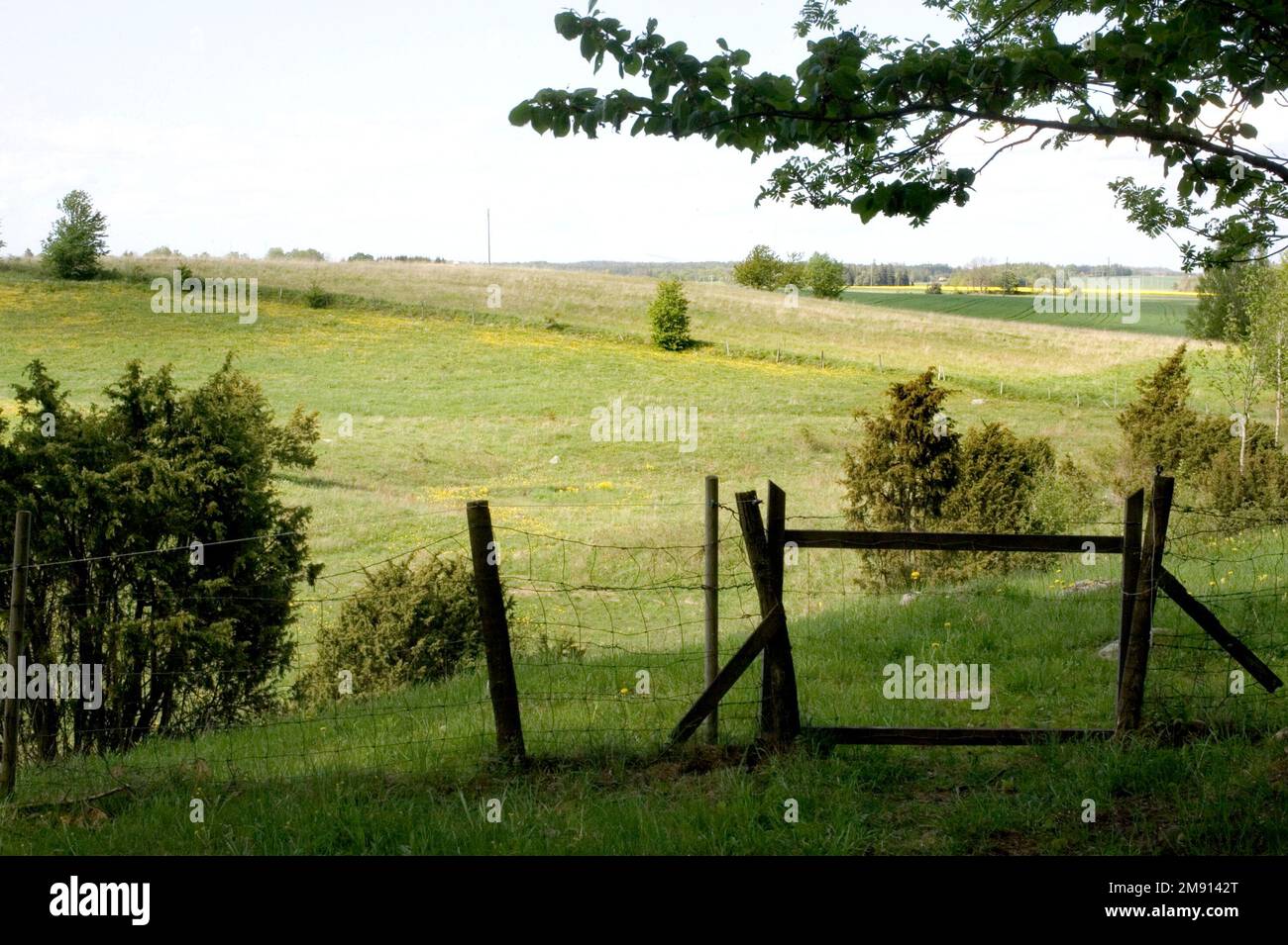 A gate to a cow paddock in the countryside Stock Photo - Alamy