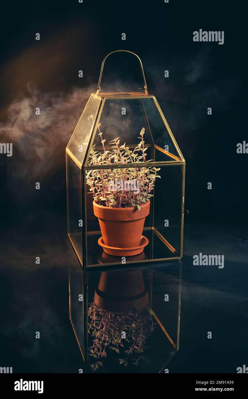 Mysterious Witchy Style Home Decor. Houseplant in a Terracota Pot ...