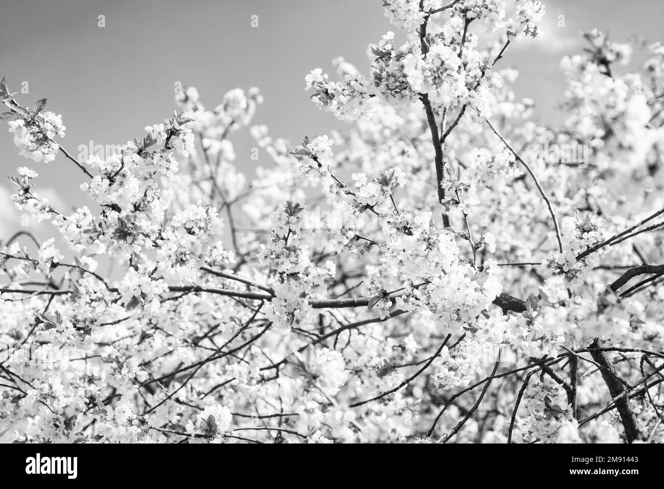 Spring day in sakura Black and White Stock Photos & Images - Alamy